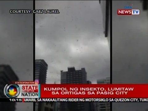 SONA: Kumpol ng insekto, lumitaw sa Ortigas sa Pasig City - YouTube