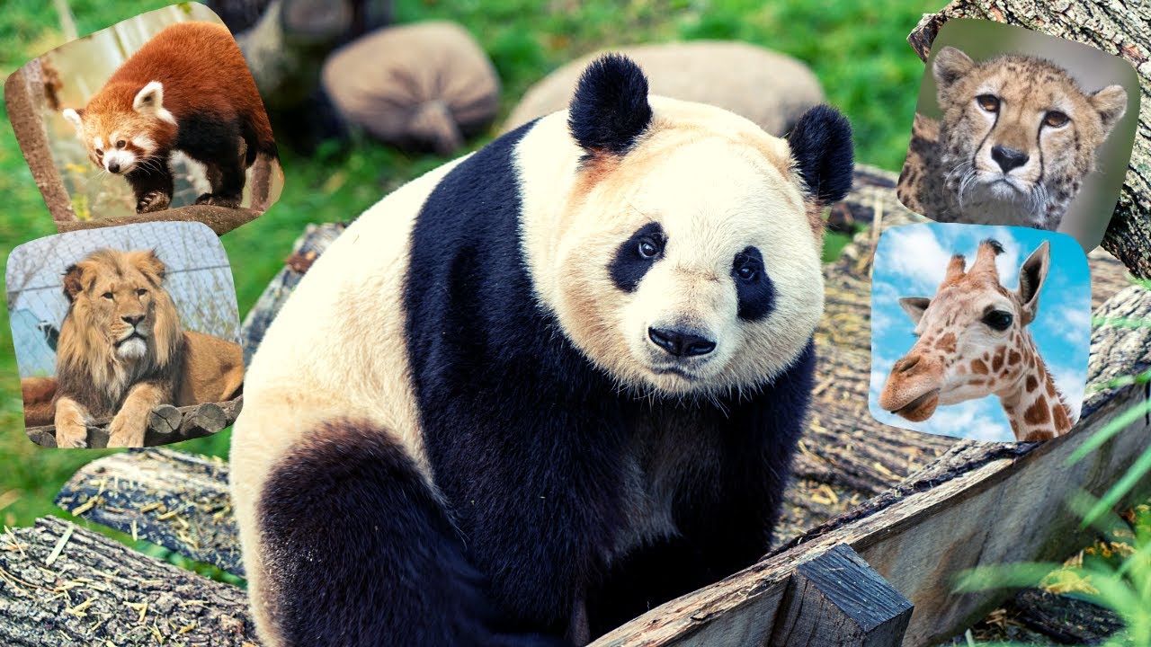 Vienna Zoo | Tiergarten Schönbrunn | Oldest Zoo in the World | 4K - YouTube