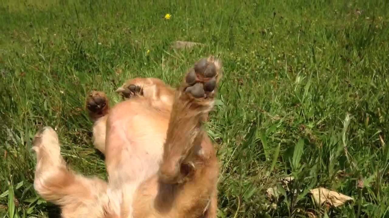 Brioche is een kale kip! - YouTube