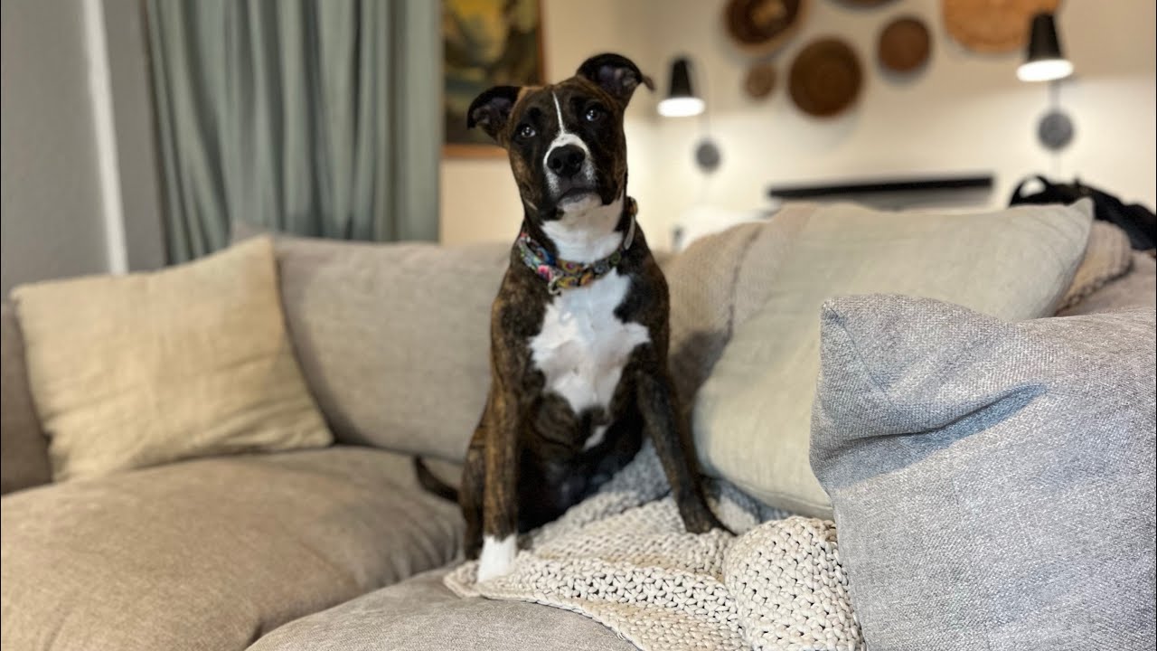 SoCo Sofa in a Studio Apartment - Let’s See How Cassie Designs Her Home ...