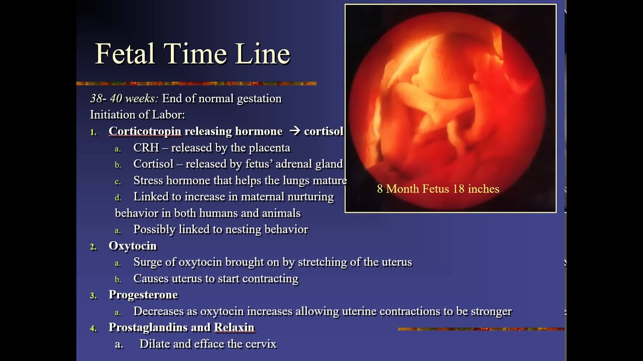 Hormones and the initiation of labor - YouTube