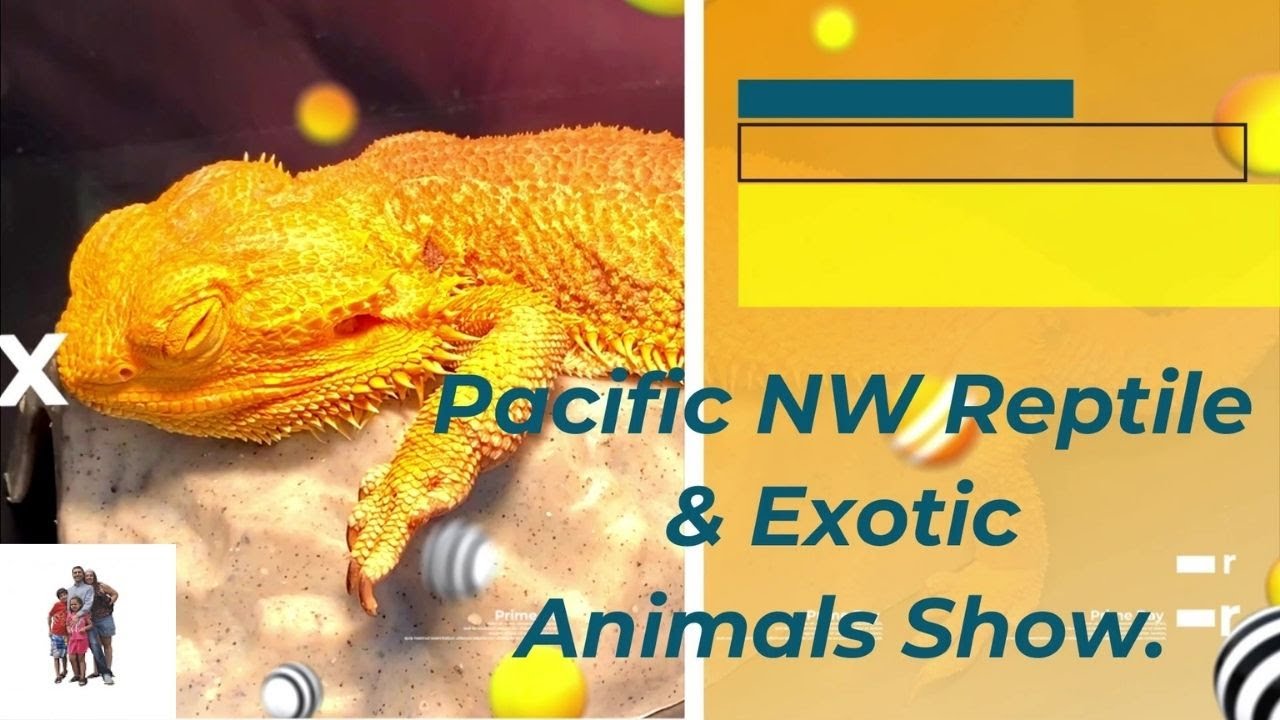 Pacific NW Reptile & Exotic Animals. Part 2 - YouTube