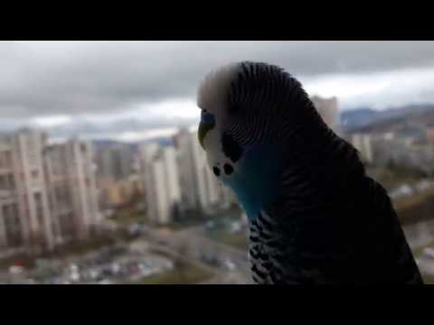 Tigrica koja priča - YouTube