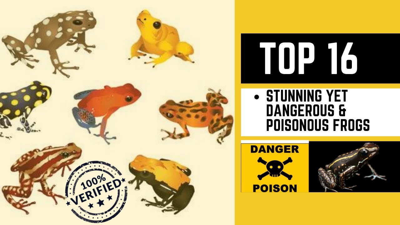 Top 16 Stunning yet Dangerous & Poisonous Frogs - YouTube