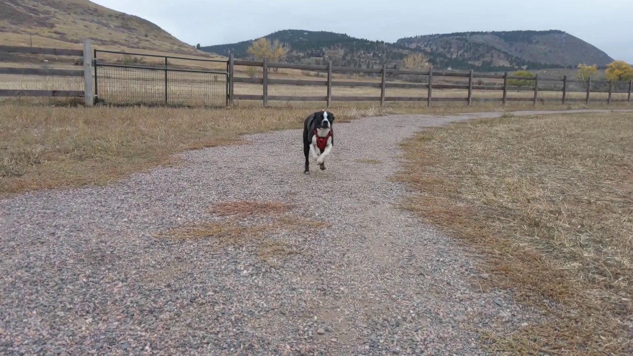 Boston Terrier at full speed in slow motion - YouTube