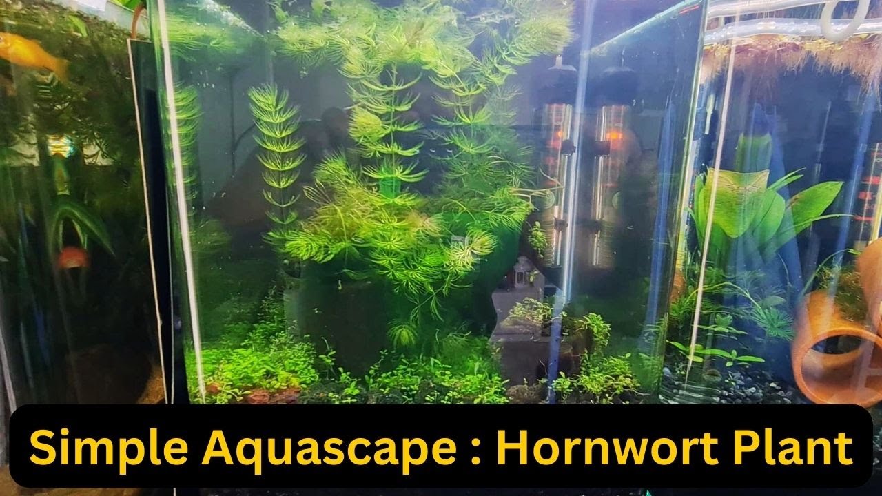 Simple Hornwort Aquascape Aquarium setup - The tank that did not go ...