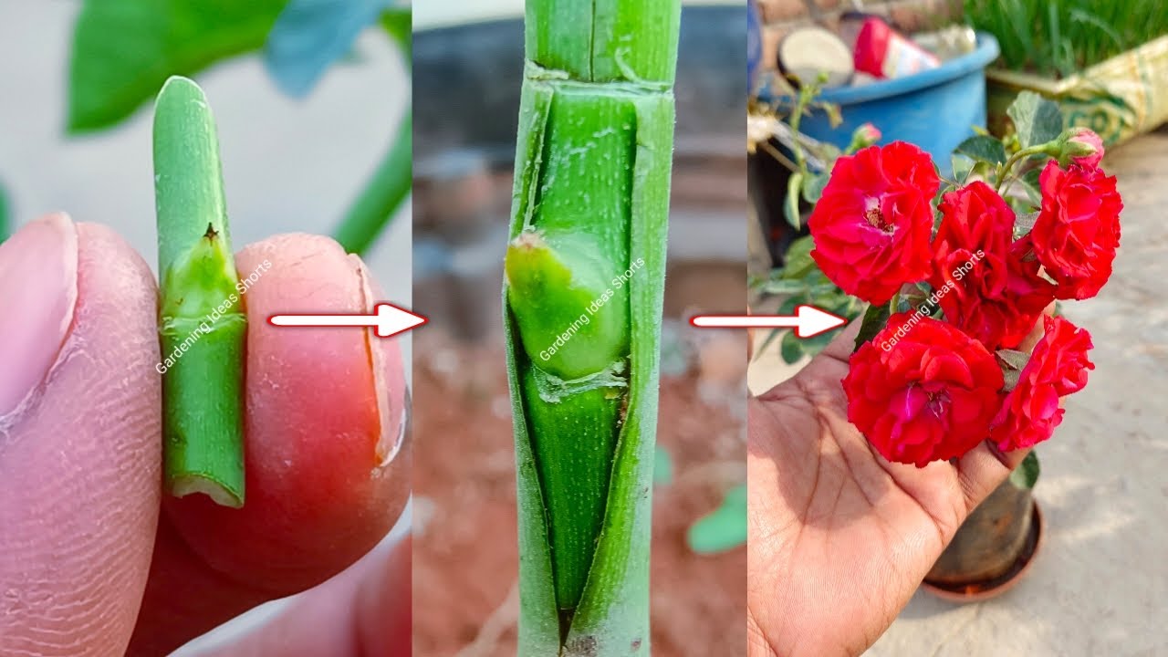 Rose Bus Grafting / How To Graft Rose Bud - YouTube