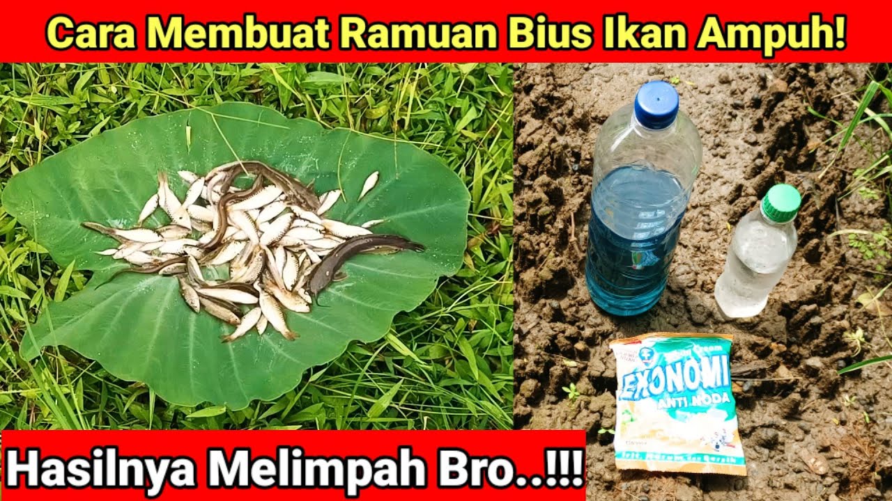 Cara Membuat Racun Segala Jenis Ikan Ampuh! - YouTube