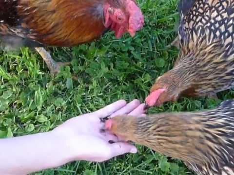 Chickens Eating Japanese Beetles - YouTube