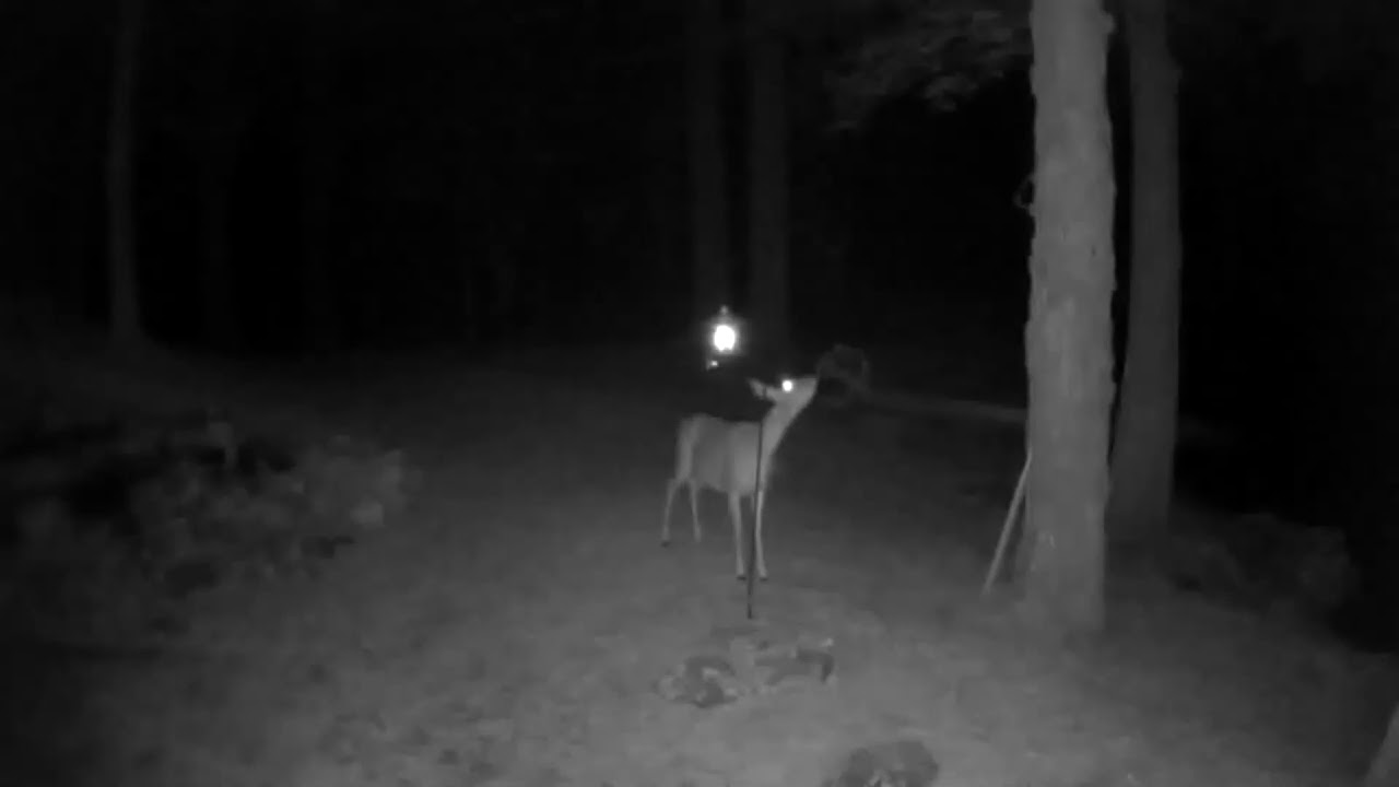 Deer at the bird feeder - YouTube