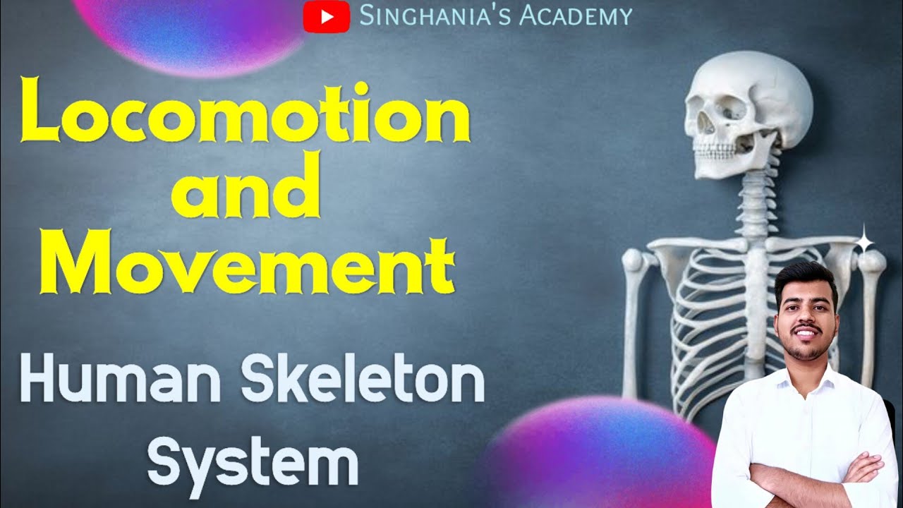Human Skeleton system|| Locomotion and Movement Class 11 biology ...