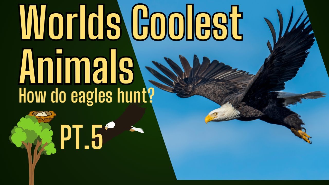 TK Takanin talked about Eagle Coolest animal PT 5 | the Eagle #animaloftheday - YouTube