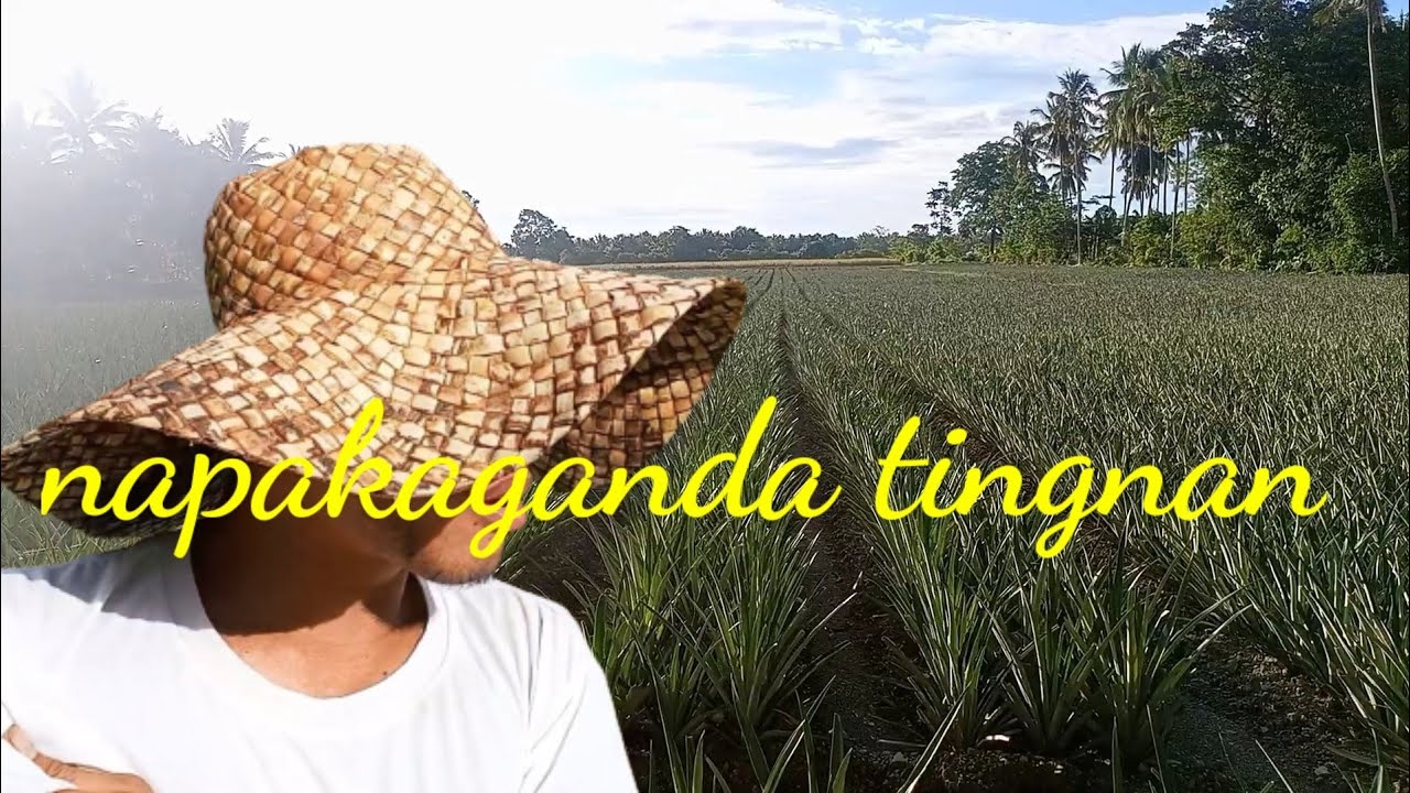 NAPAKAGANDA TINGNAN ANG KAPINYAHAN OF LAMBAYONG AREA OF TAMPAKAN OF ...