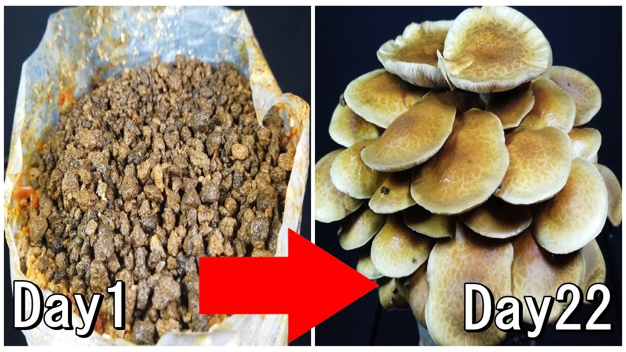 成長するなめこのタイムラプス-栽培から料理までの過程- Growing nameko mushroom TimeLapse Grow ...