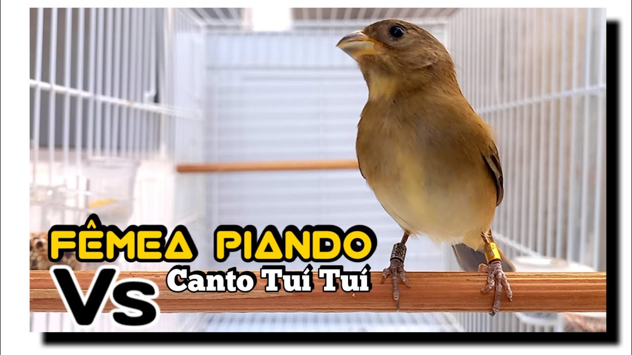 Fêmea de coleiro piando esquenta coleiro tui tui - YouTube