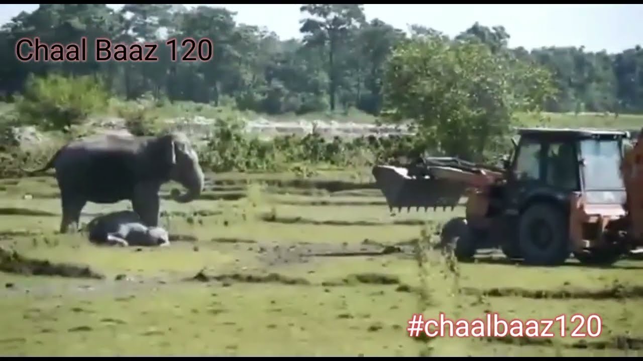 JCB vs elephant 🐘Haathi Vs JCB |Jungle Ka Real King jungle ka Baap ...