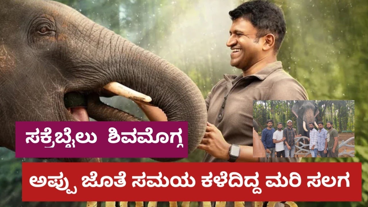Appu elephant.. In sakre bailu shimoga - YouTube