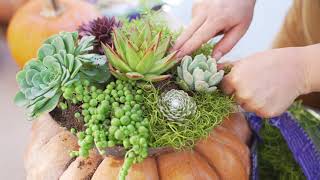 Succulent Pumpkin Planter DIY