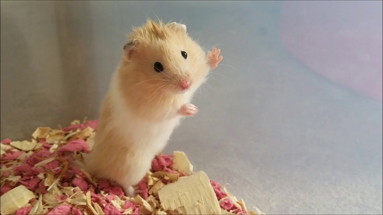 The most adorable hamster in the world - YouTube