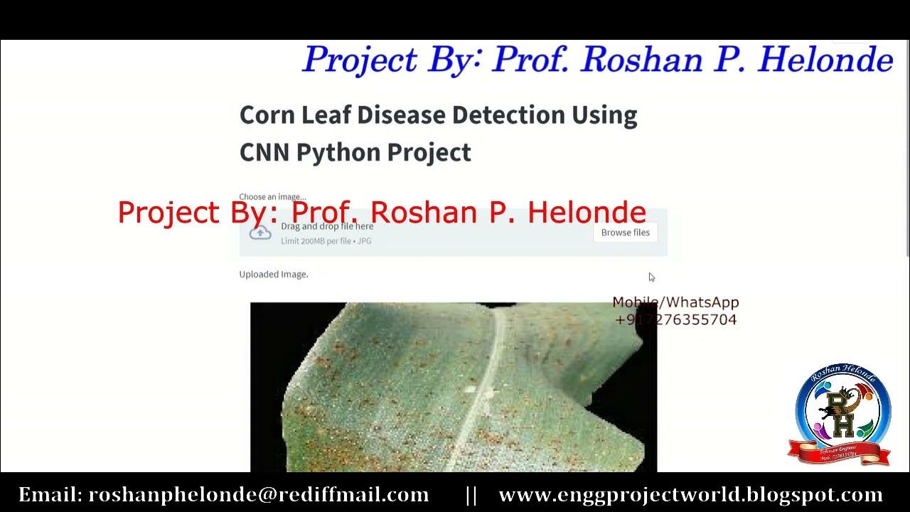 Corn Leaf Disease Detection With Source Code | Corn Leaf Disease Identification Using Python ...