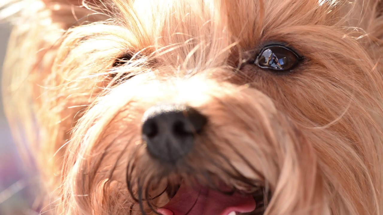 Yorkie Training Russian Style :) - YouTube