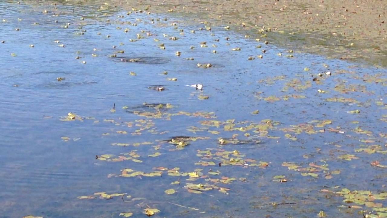 Pelophylax ridibundus (Eurasian Marsh Frog) Sound - YouTube