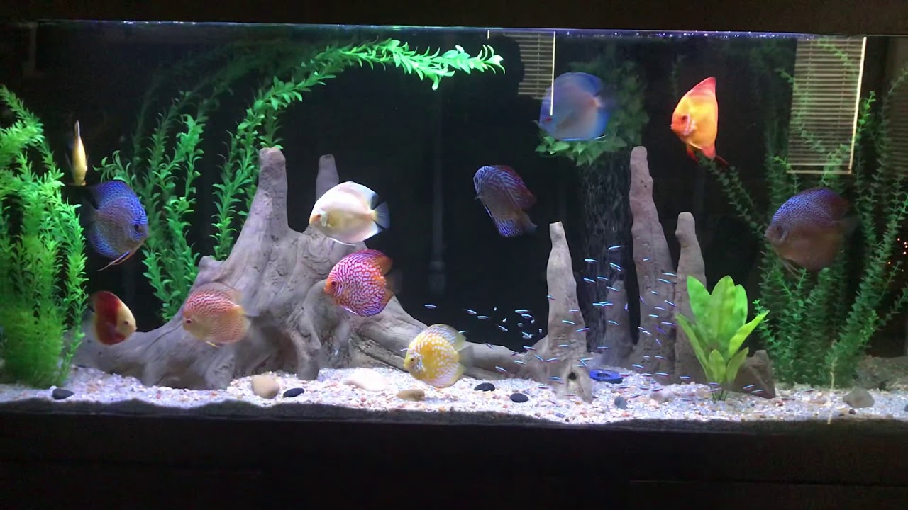 150 gallon discus aquarium - YouTube