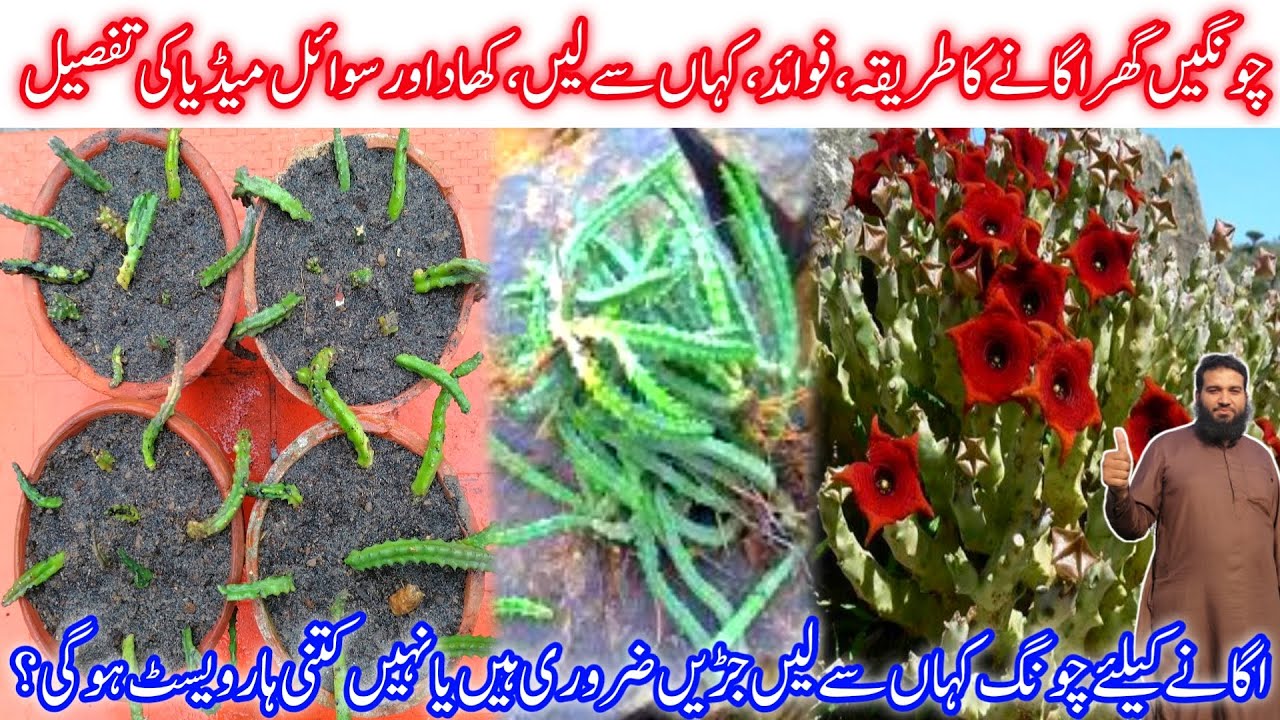 My First video of gardening | how to grow caralluma tuberculata | چونگ ...