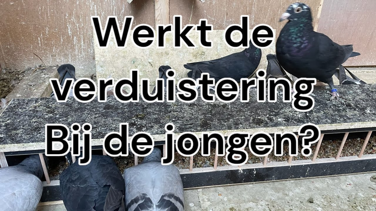 Werkt het verduisteren van de jongen? | Oude duiven los | Postduiven ...