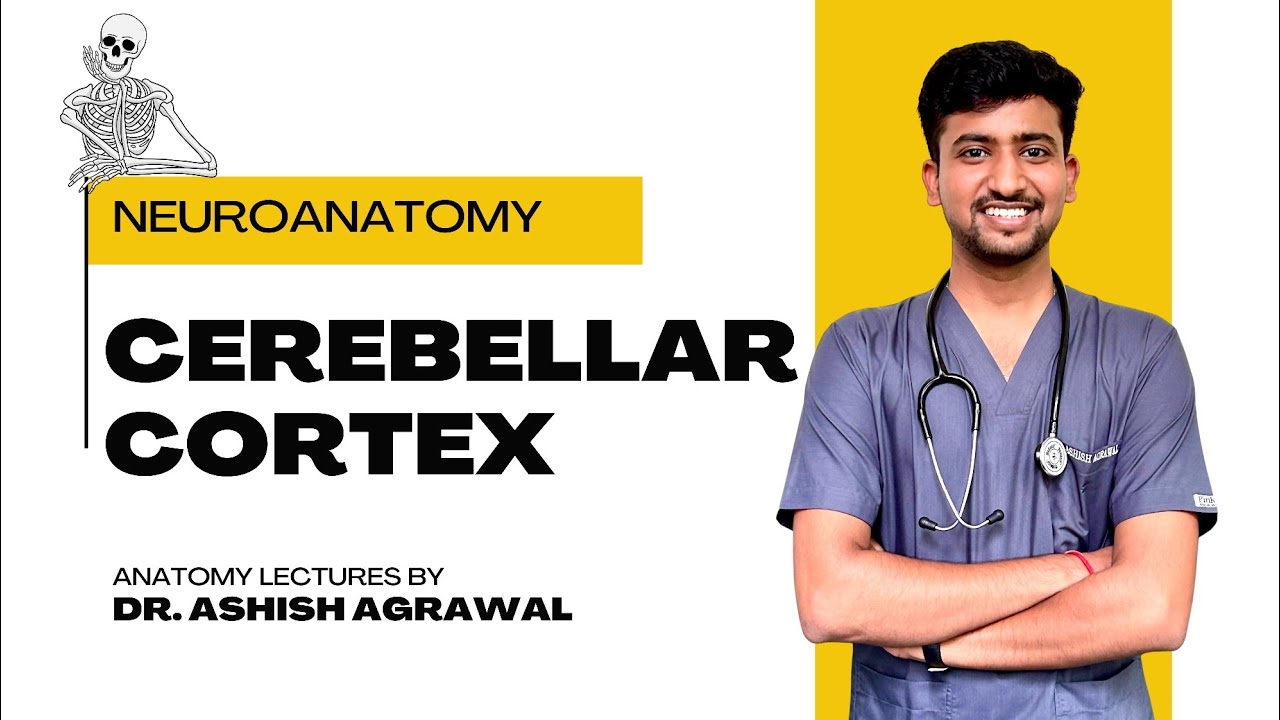 Cerebellar Cortex || Neuro Anatomy || First Year MBBS || Anatomy Lectures by Ashish - YouTube