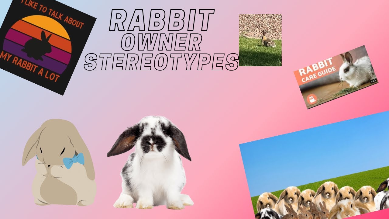 Rabbit Owner Stereotypes || 2022 - YouTube