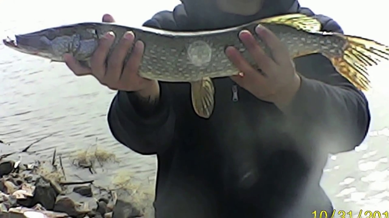 pike fishing colorado 2017 - YouTube
