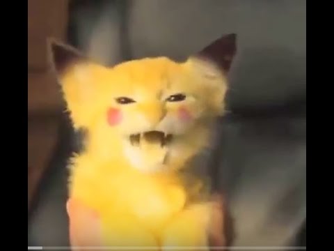 Funny little kittens vines - the best new kitten and cat vines ...