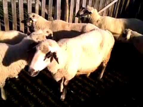 Sjenicka ovca - YouTube