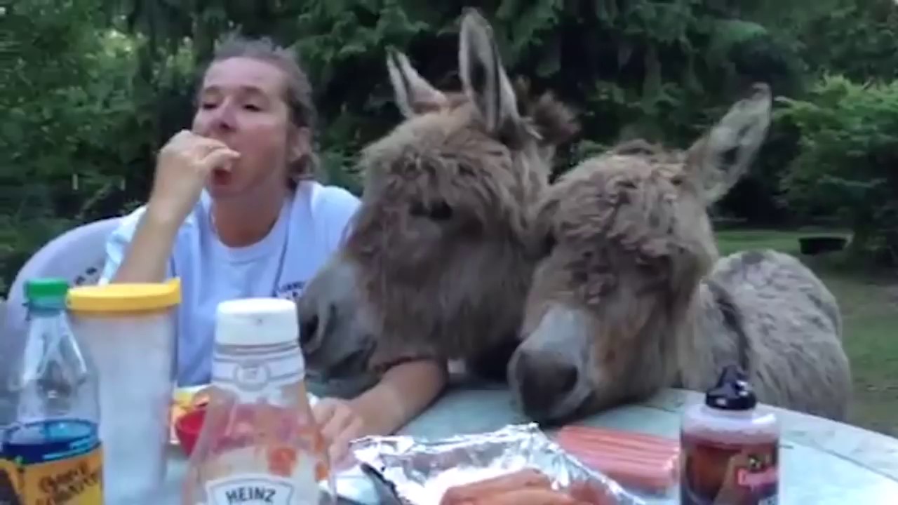 Funniest Hungry Pet Videos It's Feeding Time Compilation Kyoot Animals ...