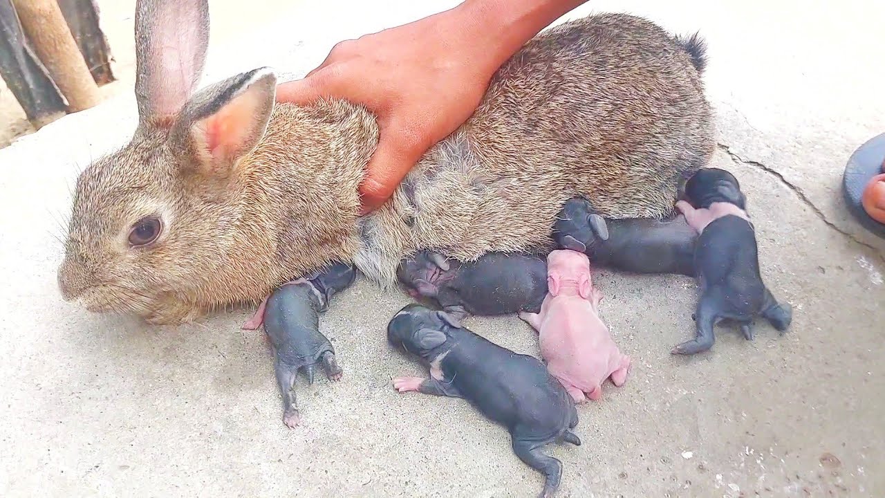 Mother rabbit is feeding and caressing the baby rabbits - YouTube