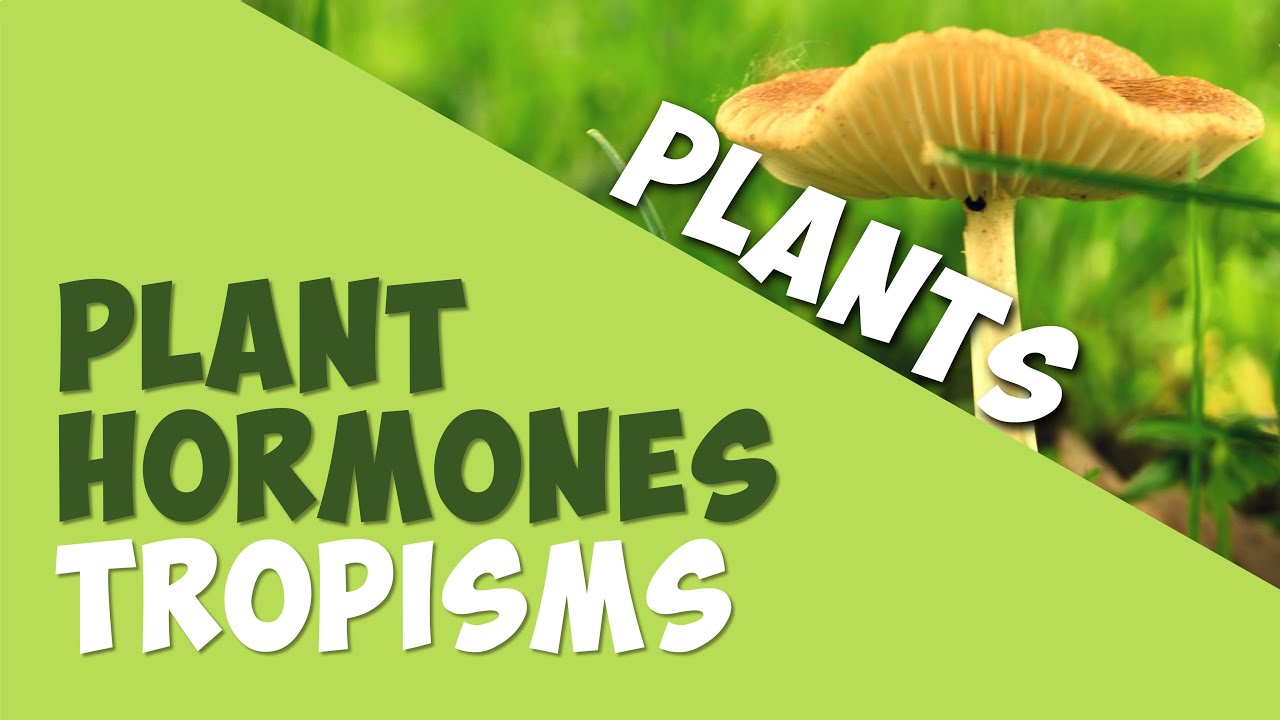 Plant Hormones: Tropisms | Plants | Biology | AddyESchool - YouTube