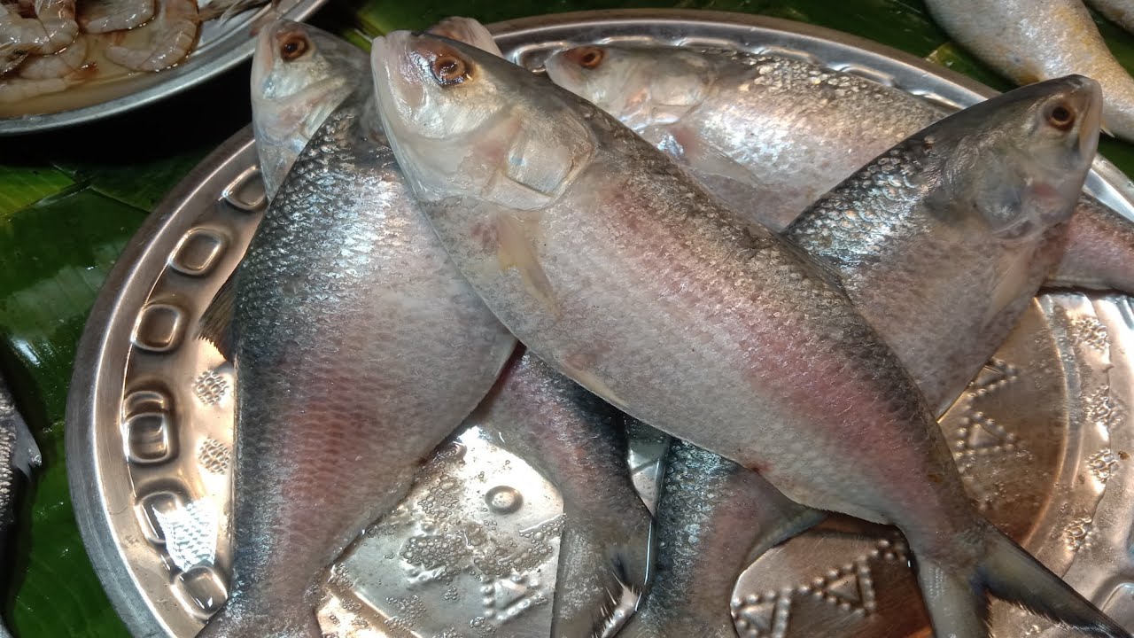 Elisha fish cutting |Elisha fish cutting skills|Elisha fish cutting ...