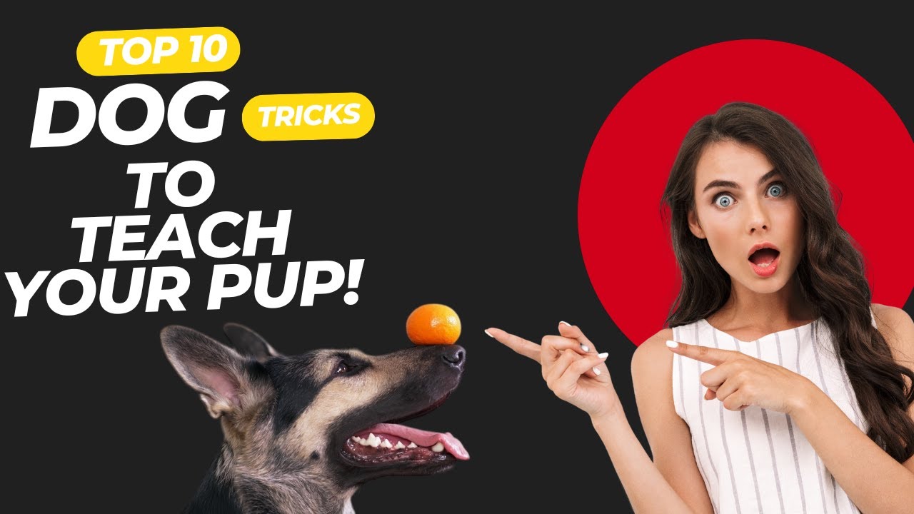 Top 10 Dog Tricks to Teach Your Pup! - 2025 - YouTube