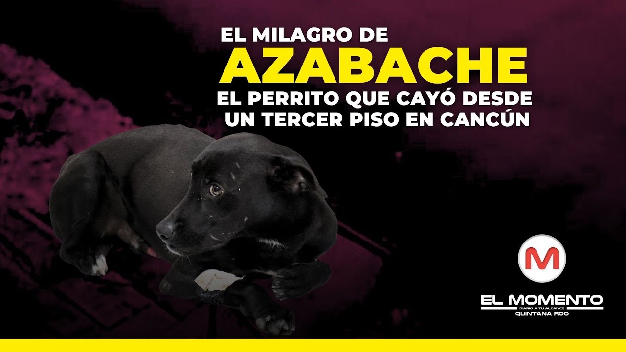 El milagro de "Azabache" - YouTube