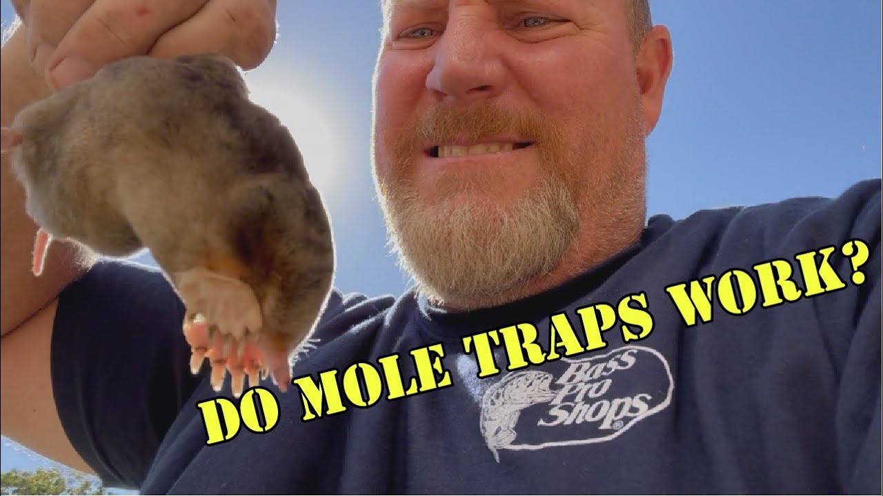 Catching moles with traps - YouTube