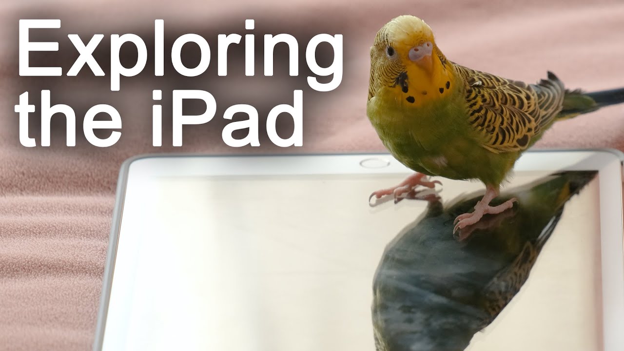 Budgie exploring the iPad. Funny birds. Funny animals - YouTube