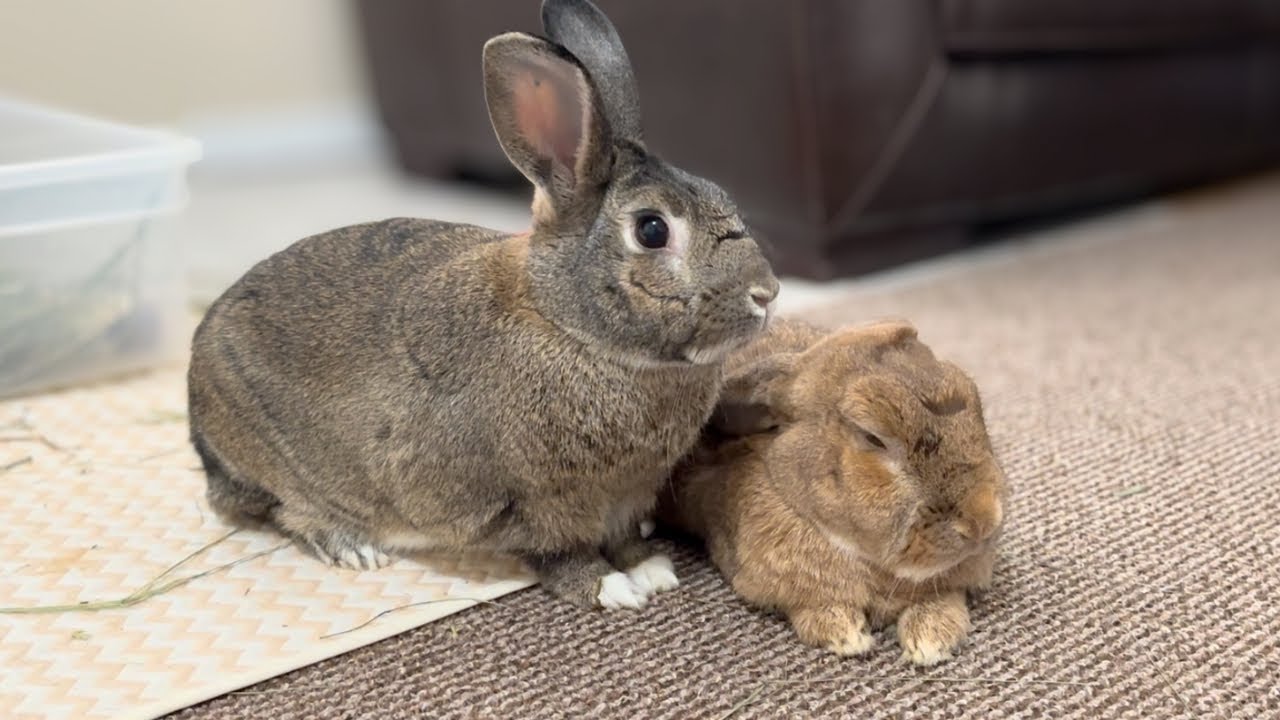 The Instant Bunny Sploot: Watch Pure Comfort Unfold!🐰😀 - YouTube