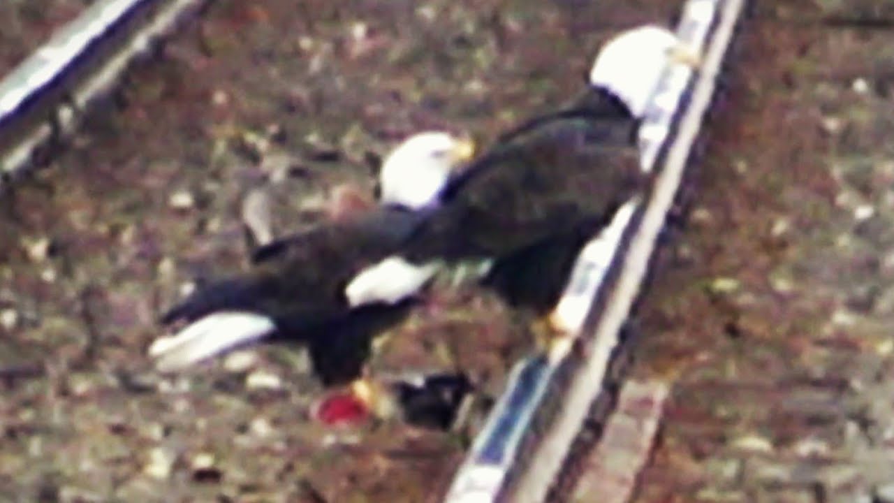 Two Bald Eagles On Tracks With Train Coming. 3 EMD Engines Roaring on ...