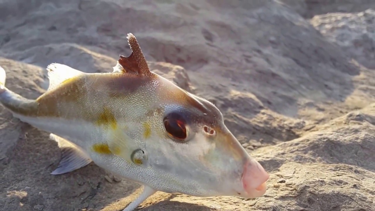 Helicopter fish video!! - YouTube