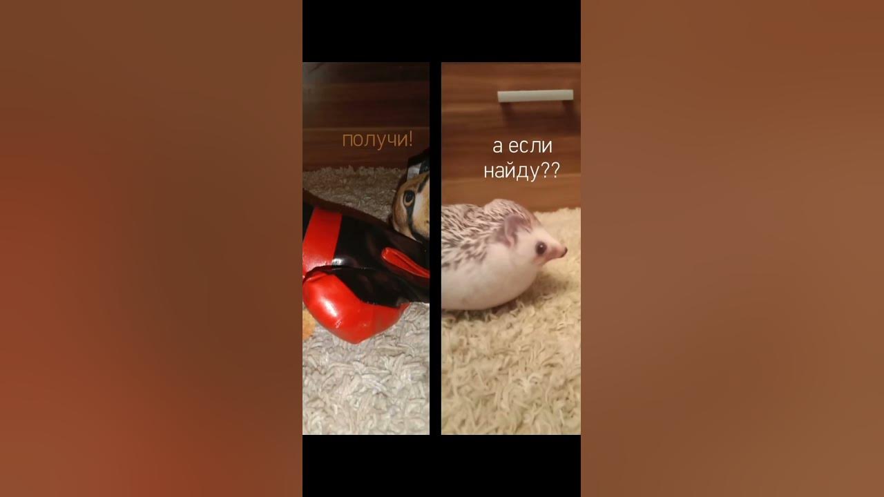 анимация с #игрушками БЛОП топ# - YouTube