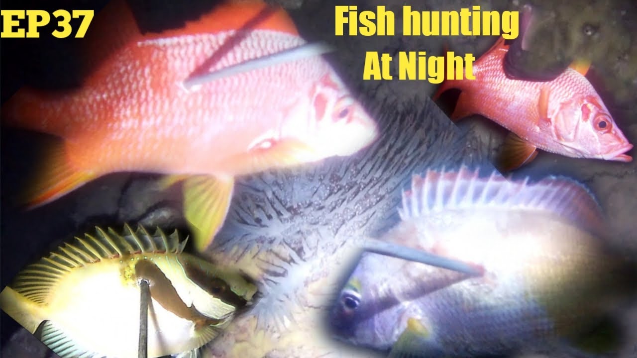 EP:37 Night spearfishing#philippines//Libre na pang ulam kahit malabo ...