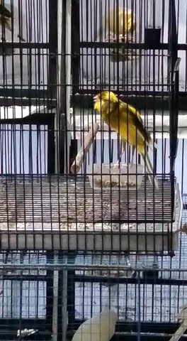 kenari Rasmi size Reguler #canary #serinuscanaria #kicaumania #kenari # ...