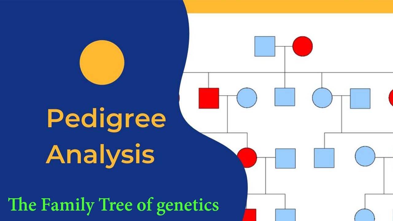 Pedigree Analysis Class 12 I How To Solve Pedigree Chart I Pedigree pedigree-analysis-class-12-i-how-to-solve-pedigree-chart-i-pedigree