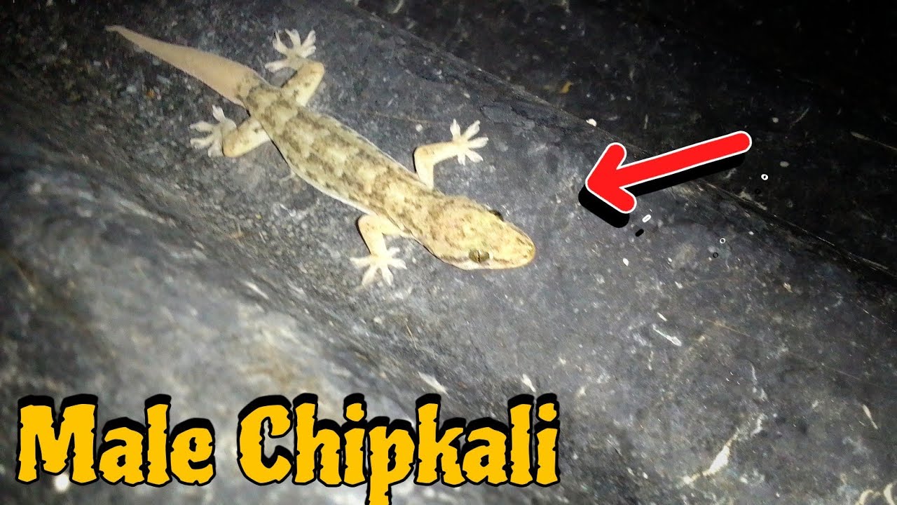 Male Chipkali 😯 September 25, 2023 - YouTube
